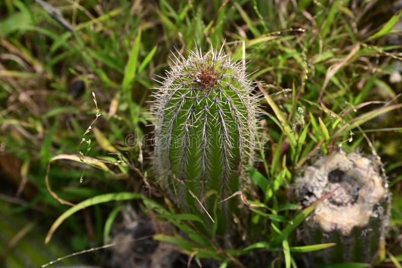 Common Cactus, 5. stock photo. Image of arid, common - 242777200