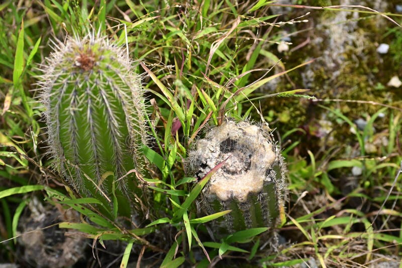 Common Cactus, 6. stock image. Image of spines, leaves - 242777203