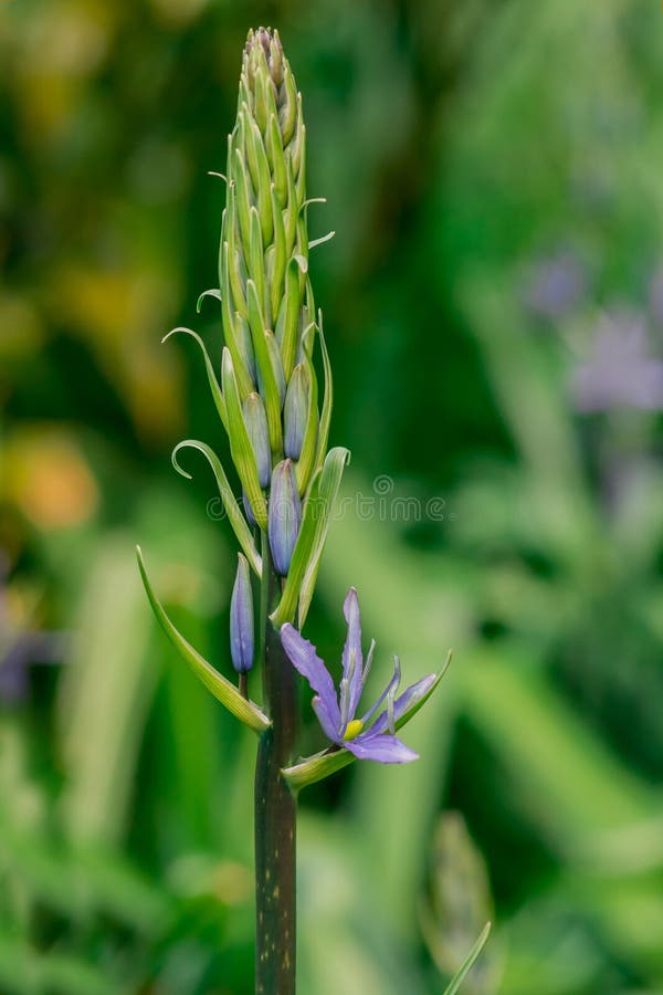Common Camas - Small Camas (Camassia Quash), Drumbeg Provincial Park ...