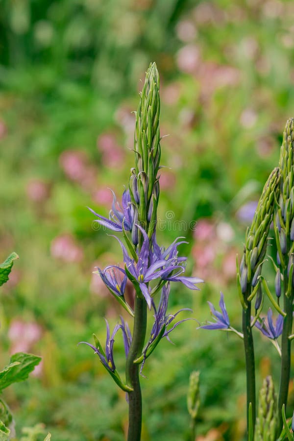 Common Camas - Small Camas (Camassia Quash), Drumbeg Provincial Park ...