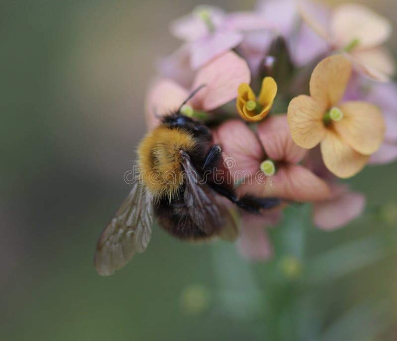 Common carder bee stock photo. Image of body, evolution - 94028042