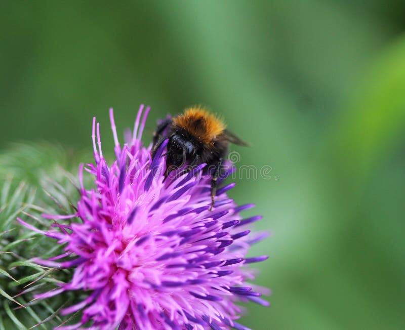 Common carder bee stock image. Image of carder, head - 97591091
