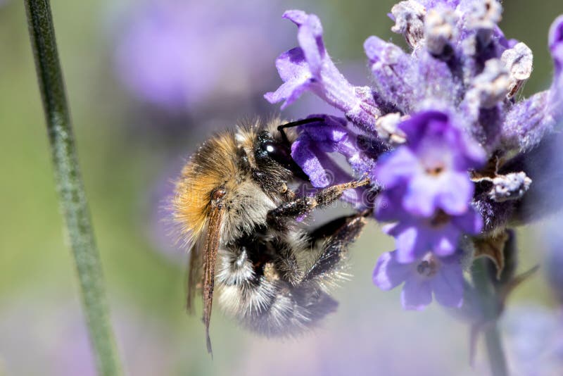 Common Carder Bee Pollinating on an Aster Flower Stock Photo - Image of ...