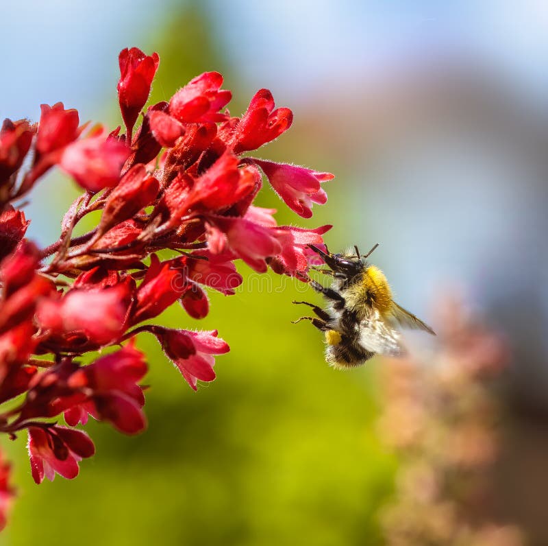Common Carder Bee Flying To a Red Heuchera Flower Stock Image - Image ...
