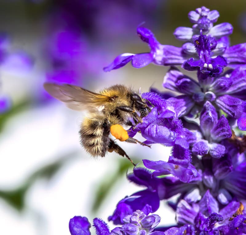 Common Carder Bee on a Purple Sage Flower Blossom Stock Image - Image ...