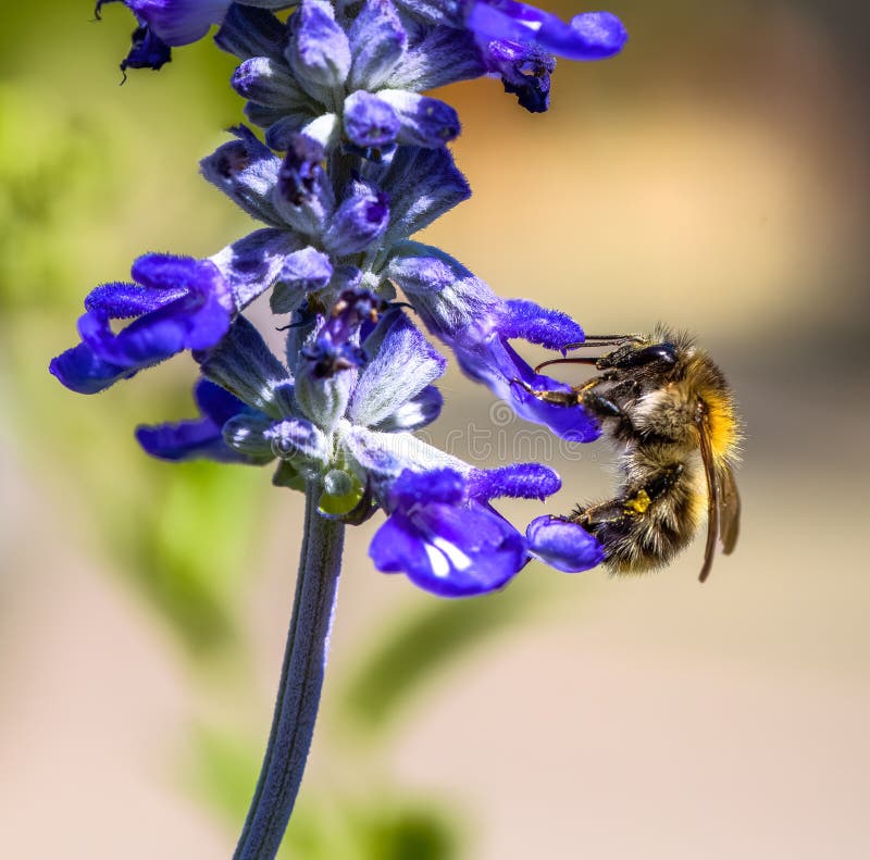 Common Carder Bee on a Purple Sage Flower Blossom Stock Photo - Image ...