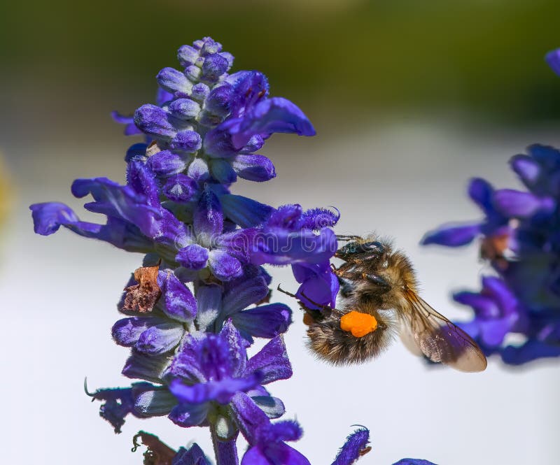 Common Carder Bee on a Purple Sage Flower Blossom Stock Image - Image ...