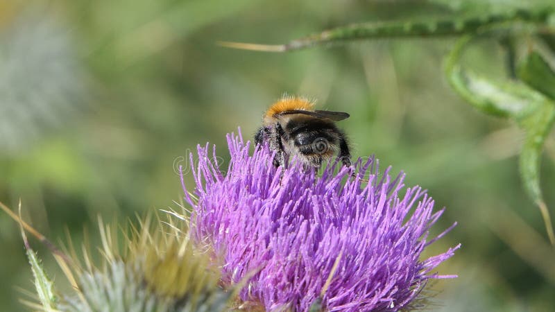 Common Carder Bee on a Scottish Thistle in Field Stock Photo - Image of ...