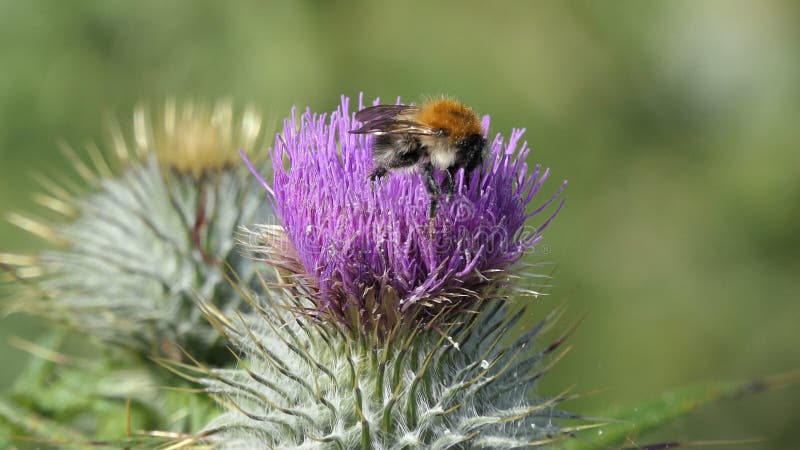 Common Carder Bee on a Scottish Thistle in Field Stock Photo - Image of ...