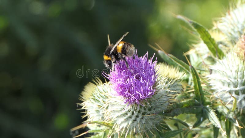 Common Carder Bee on a Scottish Thistle in Field Stock Image - Image of ...