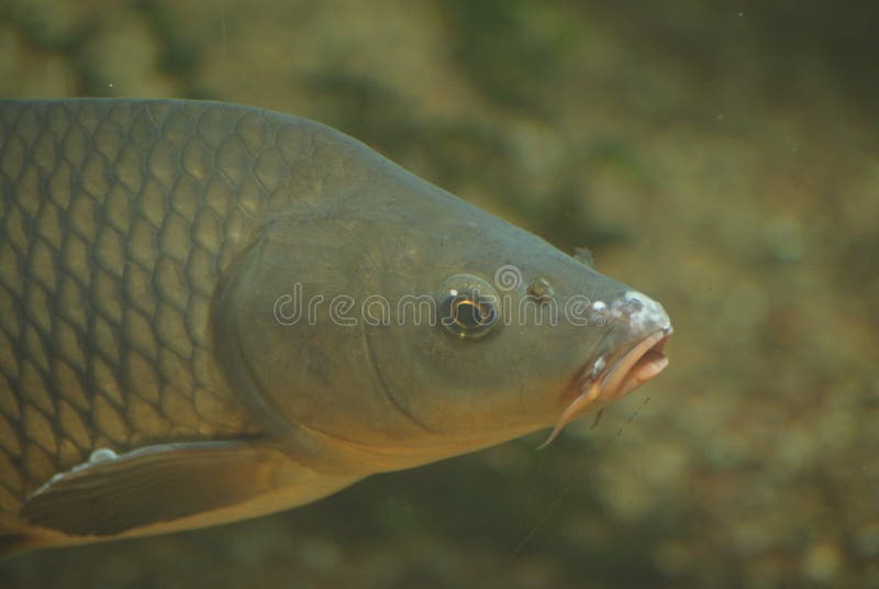 Common carp editorial stock image. Image of carp, cyprinus - 217503184