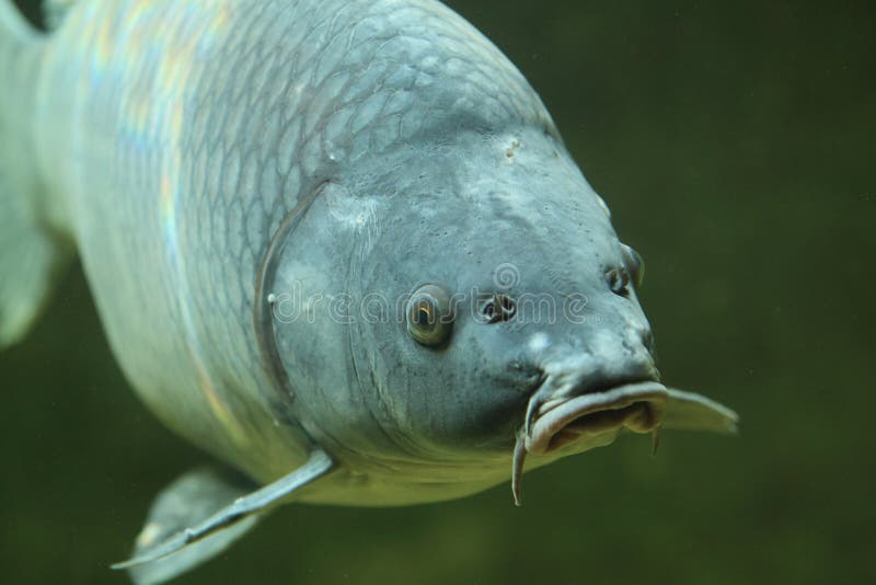Common carp stock photo. Image of nature, freshwater - 27146192