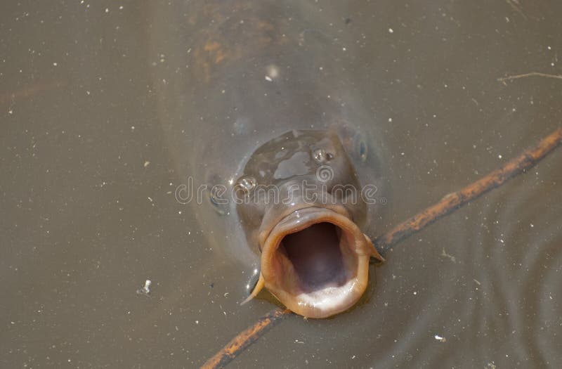 Common carp stock image. Image of lake, animal, mouth - 28587945