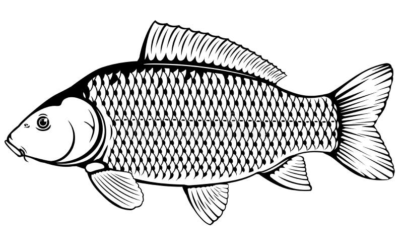 Common Carp Black and White Stock Vector - Illustration of cooking ...