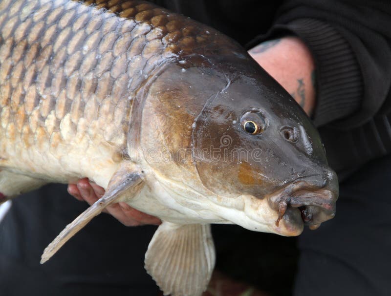 Common Carp. stock image. Image of carp, head, angler - 32175623