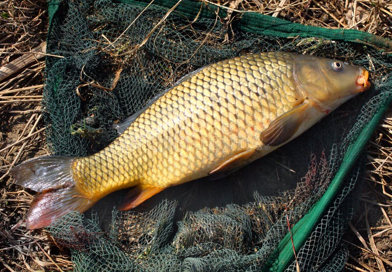 Big Carp (Cyprinus Carpio) stock image. Image of hobby - 14290799