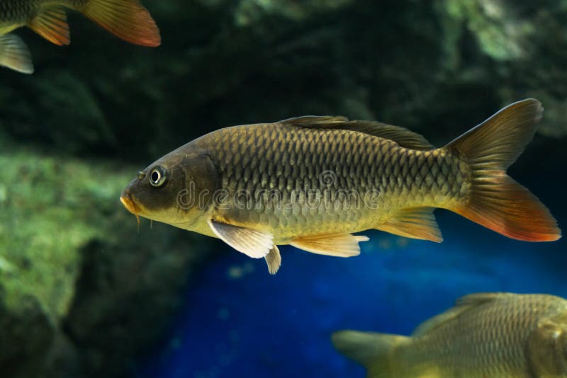 The Common Carp Cyprinus Carpio Stock Photo - Image of food, czech ...