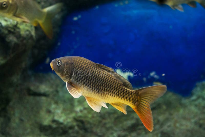 The Common Carp Cyprinus Carpio Stock Photo - Image of cyprinus, life ...