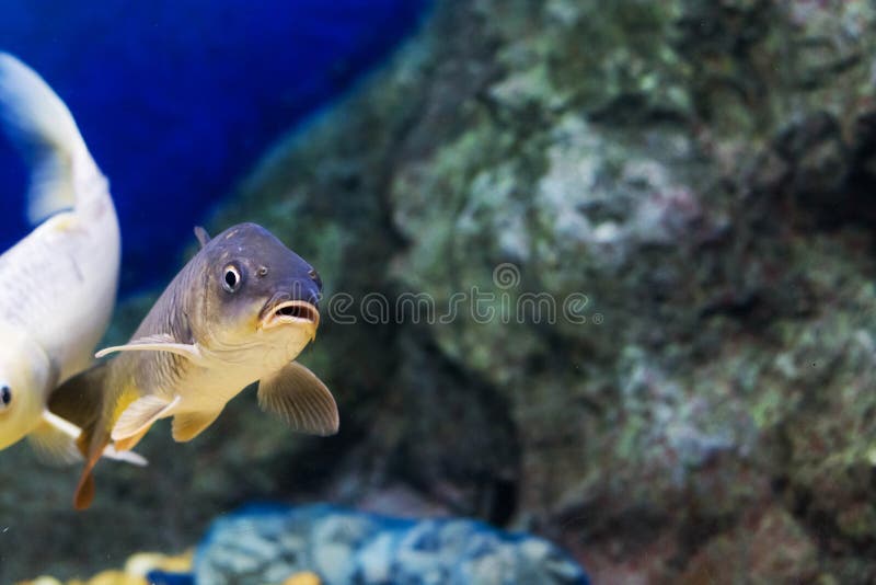 The Common Carp Cyprinus Carpio Stock Image - Image of hobby, czech ...