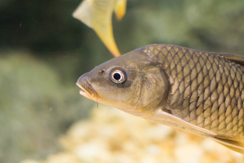 The Common Carp Cyprinus Carpio Stock Image - Image of carpio, european ...