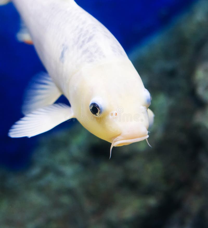 The Common Carp Cyprinus Carpio Stock Photo - Image of czech, harvest ...