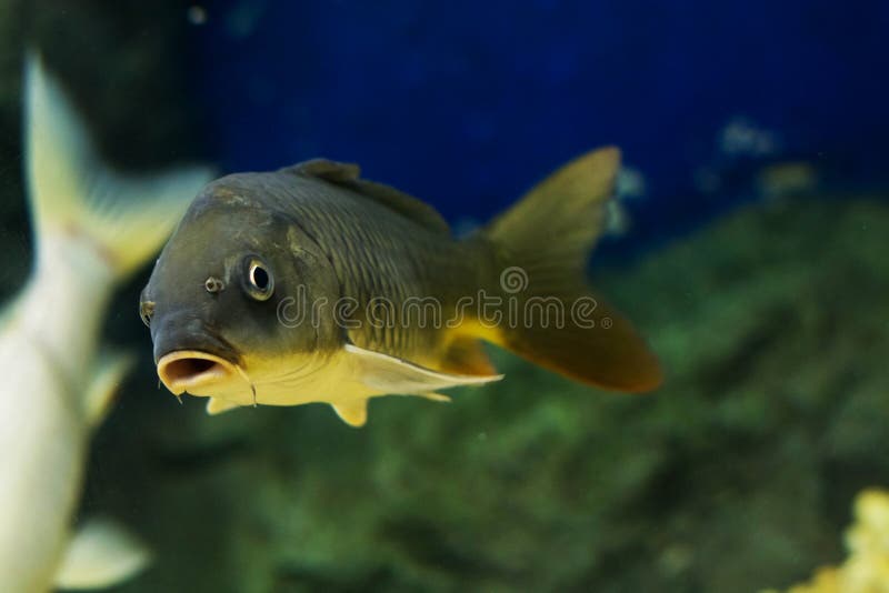 The Common Carp Cyprinus Carpio Stock Image - Image of cyprinus, marine ...