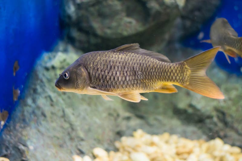 The Common Carp Cyprinus Carpio Stock Photo - Image of harvest, caprio ...