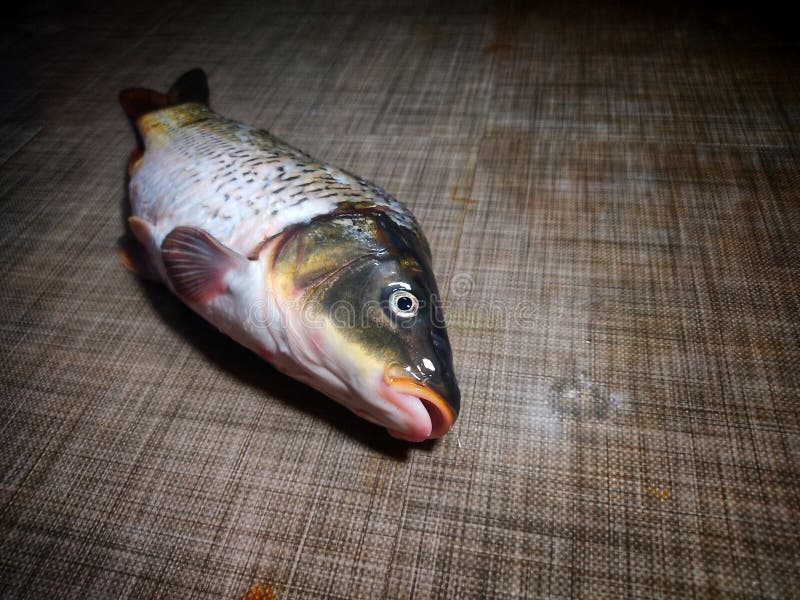 Common Carp Cyprinus Carpio Fish Lying on Ground Stock Image - Image of ...