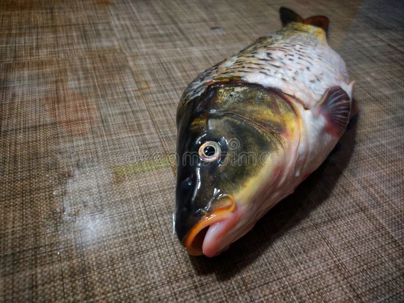Common Carp Cyprinus Carpio Fish Lying on Ground Stock Photo - Image of ...