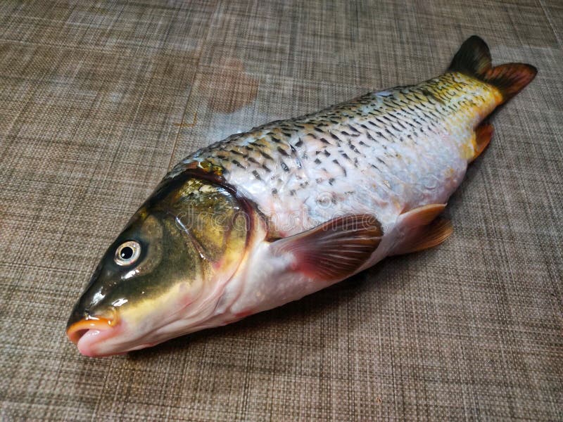Common Carp Cyprinus Carpio Fish Lying on Ground Stock Photo - Image of ...