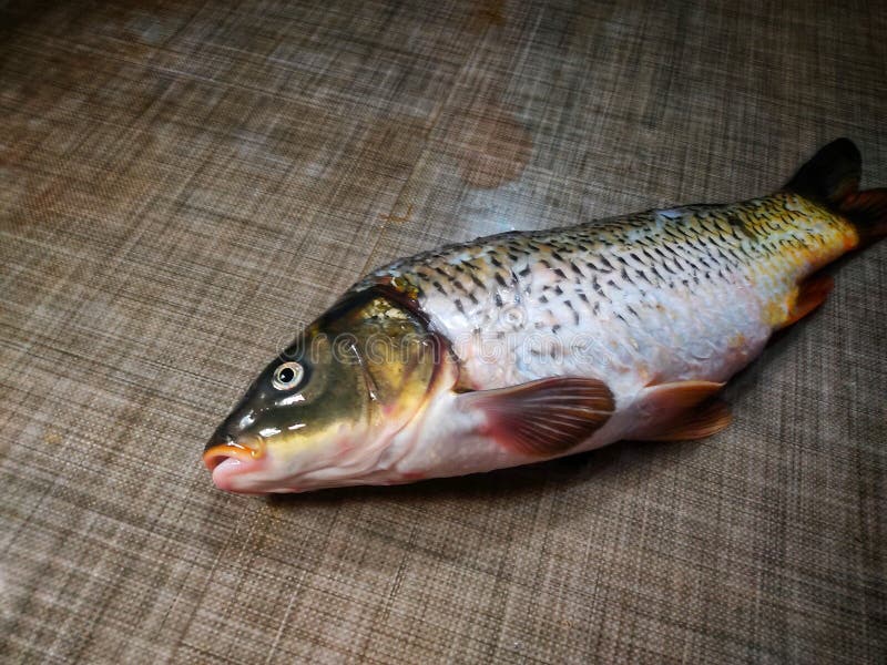 Common Carp Cyprinus Carpio Fish Lying on Ground Stock Image - Image of ...
