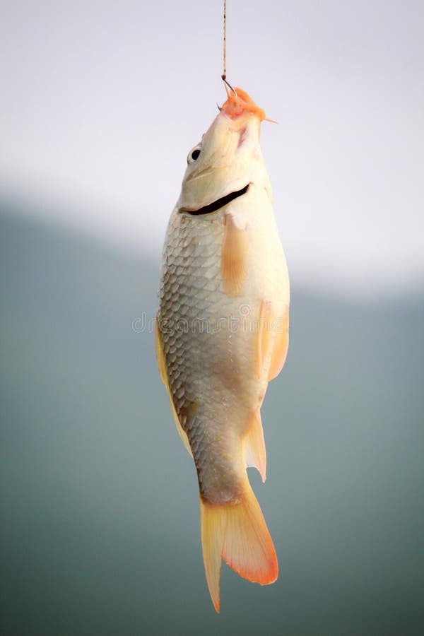 Common Carp Cyprinus Carpio Fishing with Hook and Line Hd Stock Image ...
