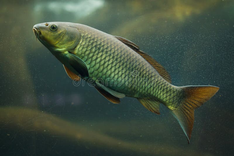 Common Carp Cyprinus Carpio Stock Photo - Image of food, lake: 147746072