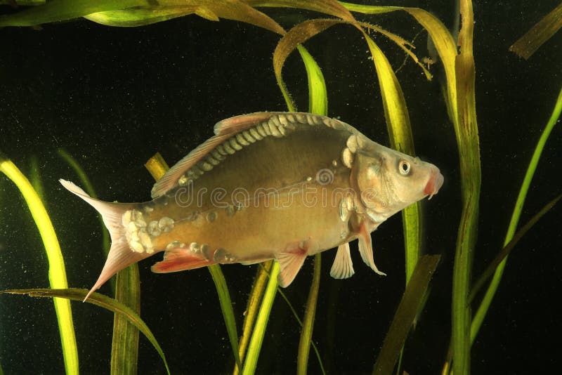 Wild Common Carp Cyprinus Carpio Stock Photo - Image of european ...