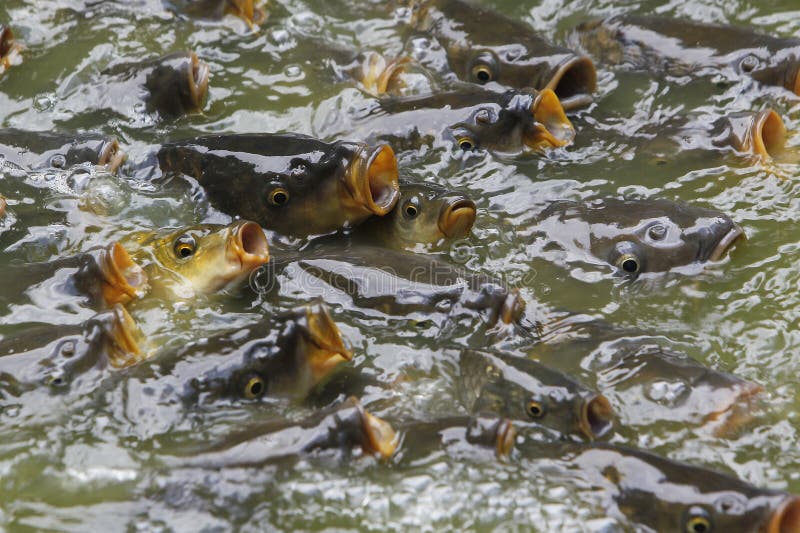 Common Carp, Cyprinus Carpio, Group with Open Mouth, Asking for Food ...
