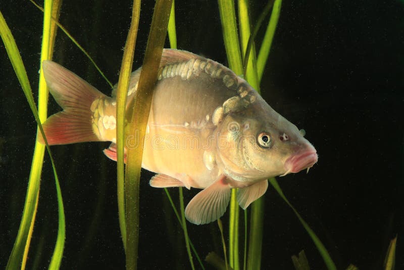 Common Carp, Cyprinus Carpio in the Pond Stock Photo - Image of carp ...