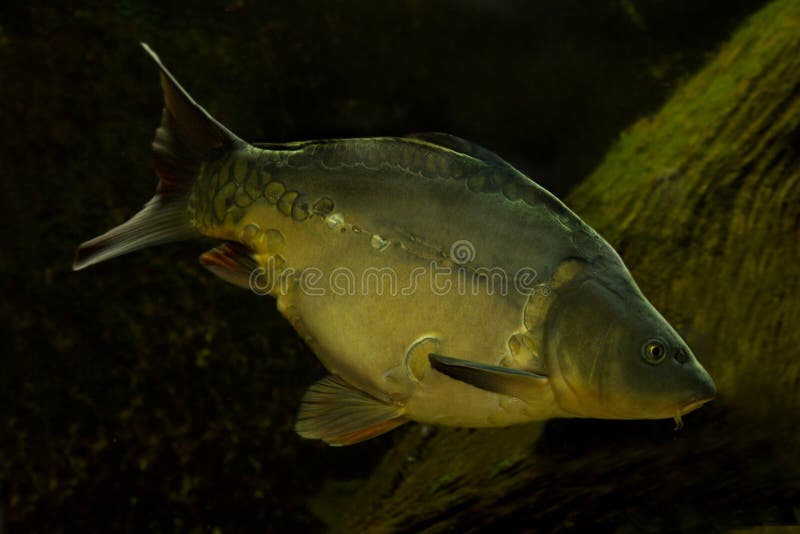 The Common Carp, European Carp Cyprinus Carpio. Stock Photo - Image of ...