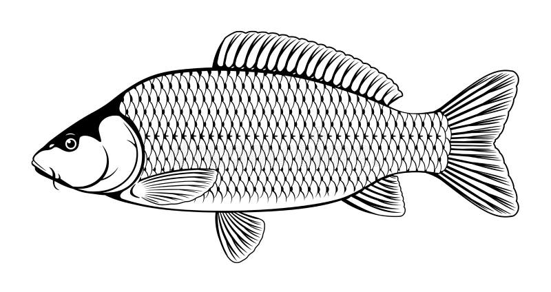 Common Carp Black and White Stock Vector - Illustration of cooking ...