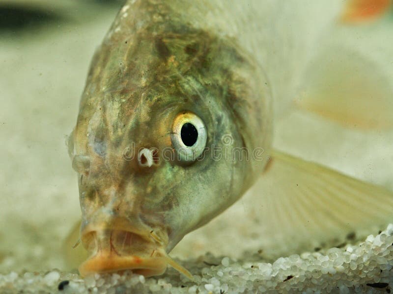 Common Carp Fish Head Detail while Feeding Stock Photo - Image of river ...