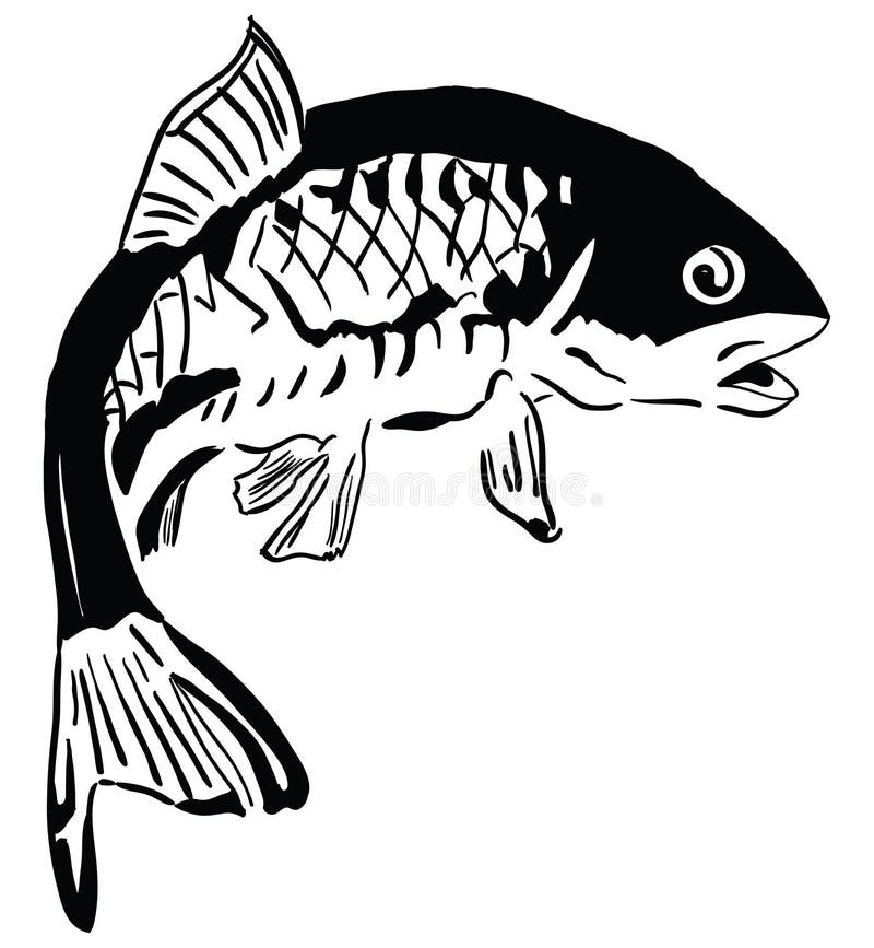 Common carp stock vector. Illustration of fishing, fish - 40965998