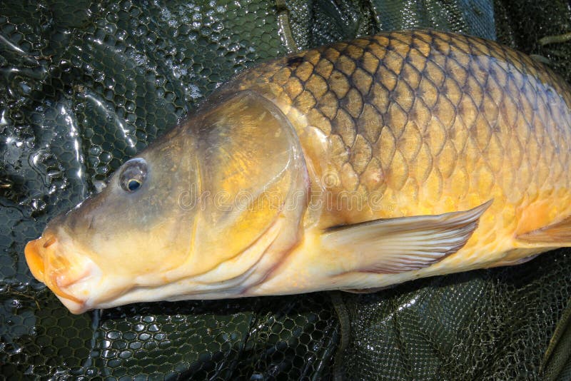 Common Carp Fishing Landing Net Stock Image - Image of yellow, trophy ...