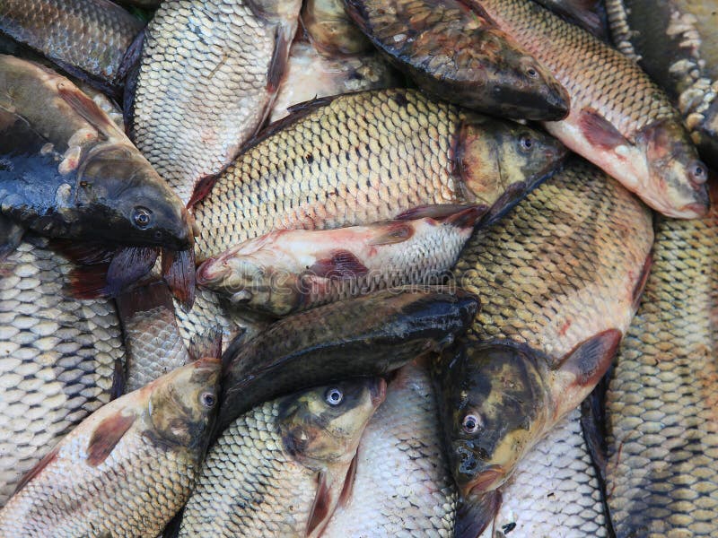 Common carp stock image. Image of nature, closeup, freshwater - 43485619
