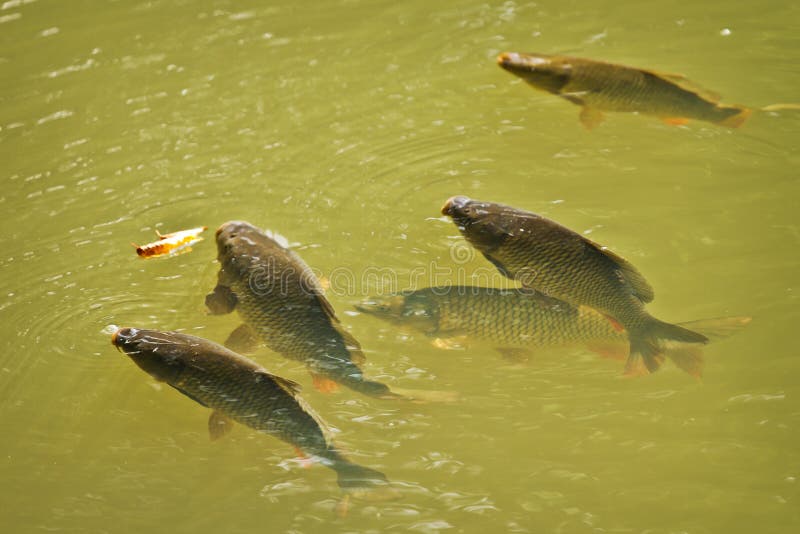 Common Carp gaping stock photo. Image of gaping, fish - 44788110