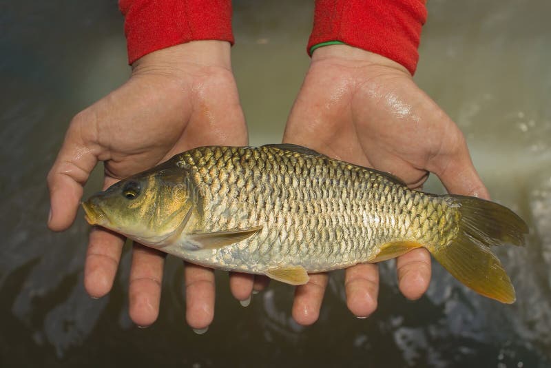 Common Carp are in the Hands of Men Stock Photo - Image of catch ...