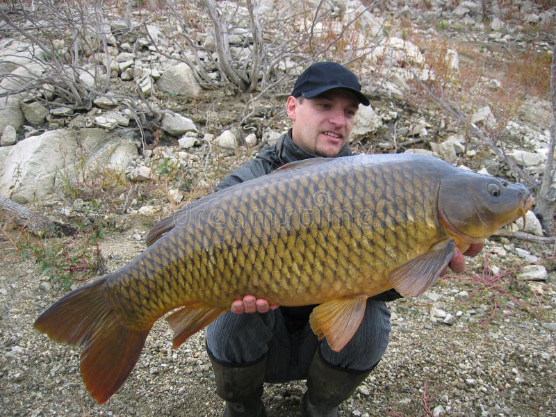 Big common carp stock image. Image of carp, animal, carpfishing - 33857205