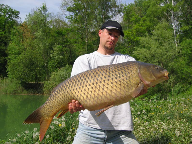 Big common carp stock image. Image of carp, animal, carpfishing - 33857205