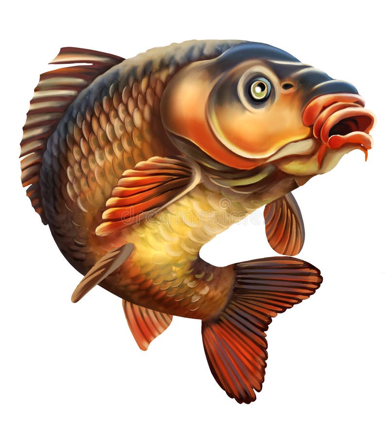 Common Carp Illustration Geïsoleerd Op Witte Achtergrond Stock ...