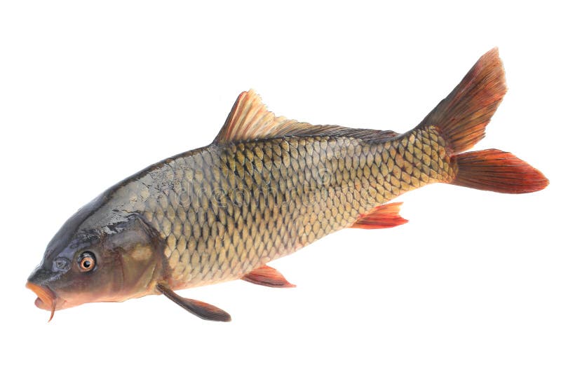 Common carp stock image. Image of close, food, common - 16524697