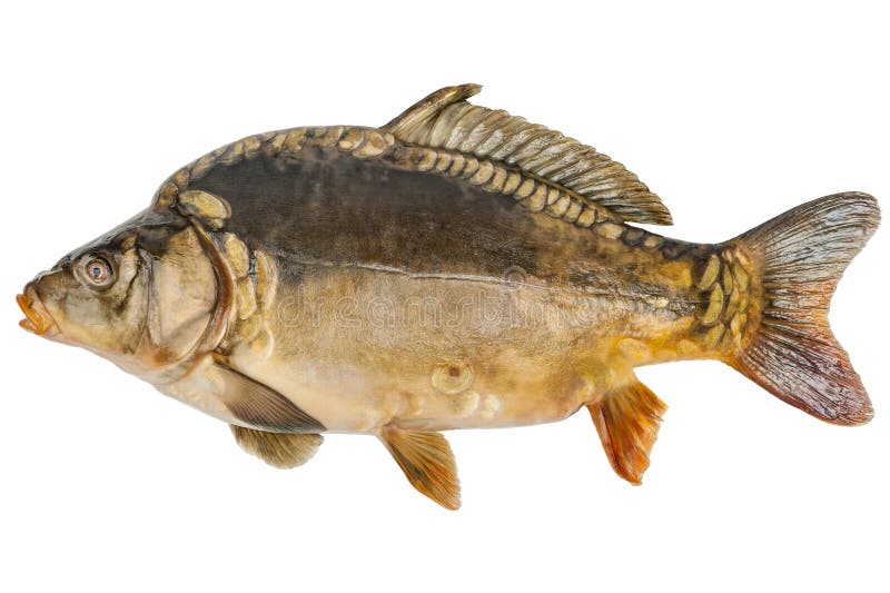 Common carp. stock photo. Image of fish, nature, freshwater - 25675602