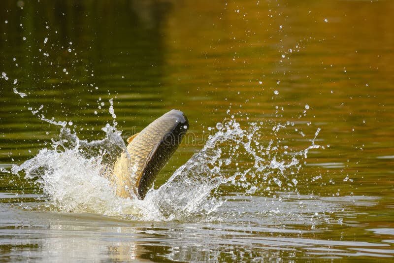 Common Carp Jumping Out of Water Stock Photo - Image of lake, fish ...